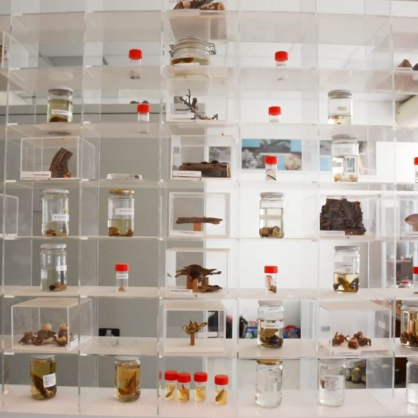 The Herbarium Museum Unique to Cyprus will be opened in April with 7 ...